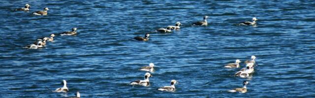 🔥 Nädala lind: aul - Uudis.net