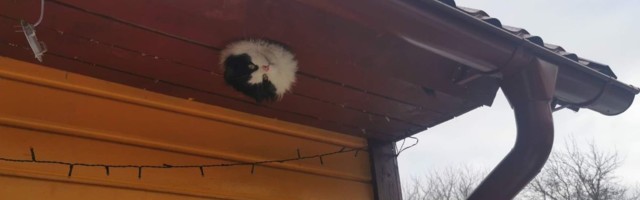 🔥 Kass Paksu jäi maja räästasse kinni - Uudis.net